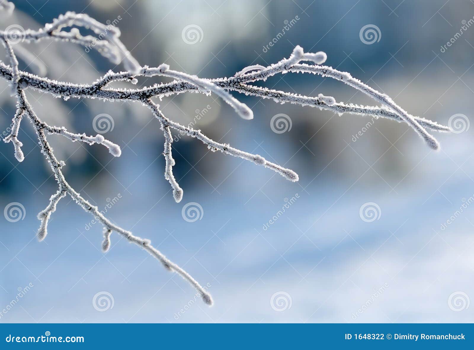 Frost stock photo. Image of forest, freeze, natural, ponderosa - 1648322