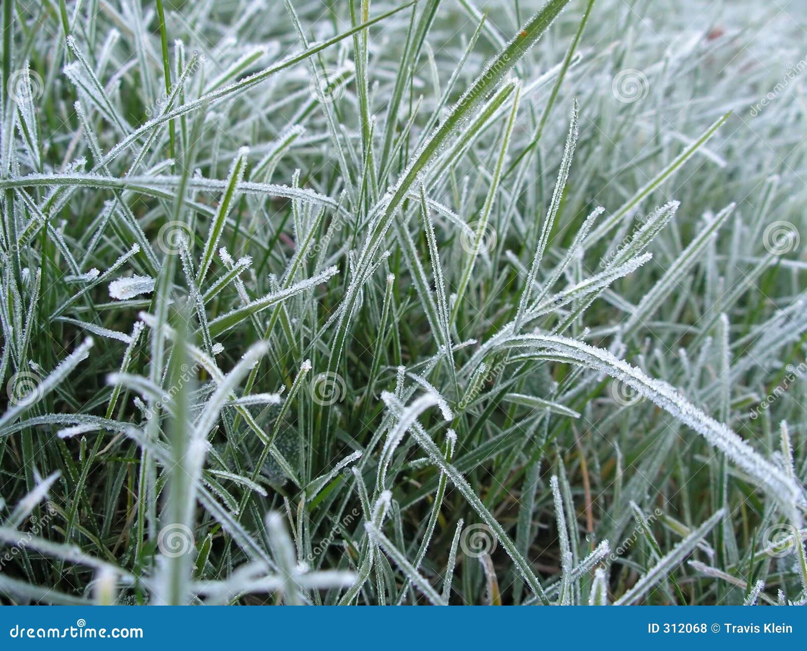 Frost-2 stock photo. Image of cold, grass, blades, winter - 312068