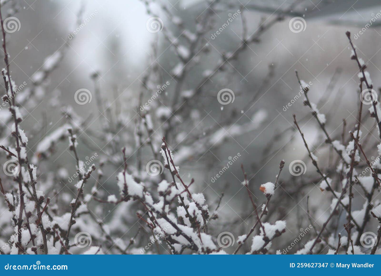 Frost on an Almond Tree in the Winter, Somber, Gloomy Scene Stock Image ...