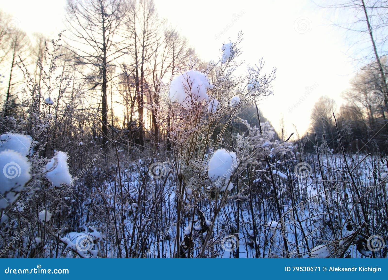 Frost Auf Dem Busch Im Wald Stockbild - Bild von nahaufnahme, gras ...