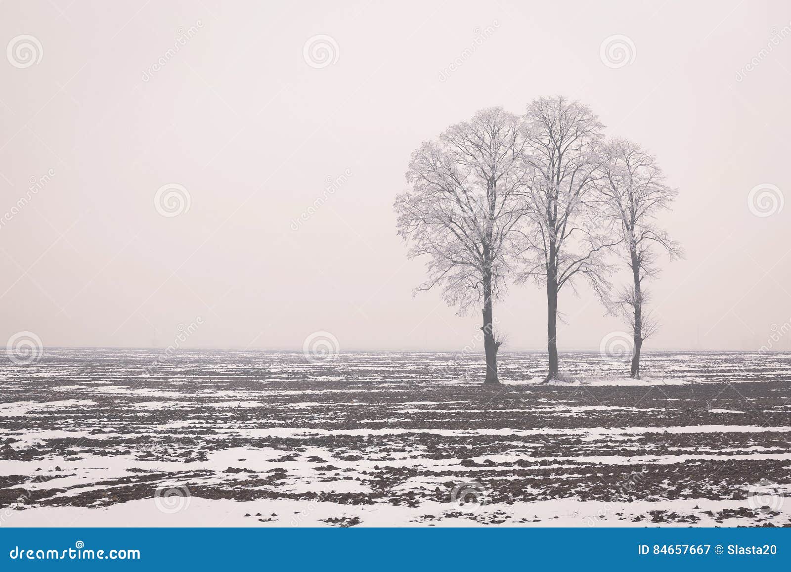 Frost Bare Tree in Winter stock image. Image of idyllic - 84657667