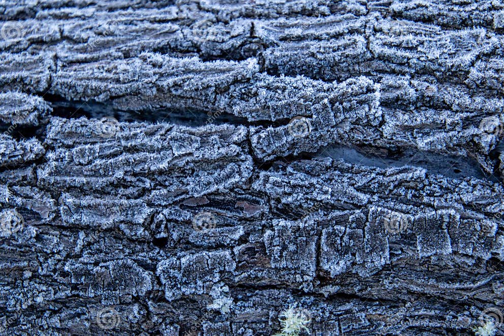 Frost on the Bark of a Tree Stock Image - Image of backdrop, africa ...