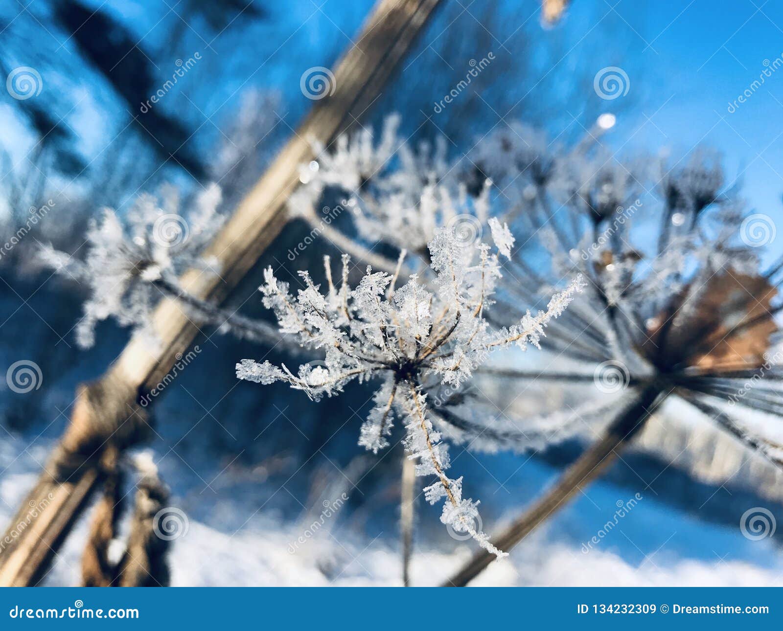 Frost stock image. Image of russian, beautiful, nature - 134232309