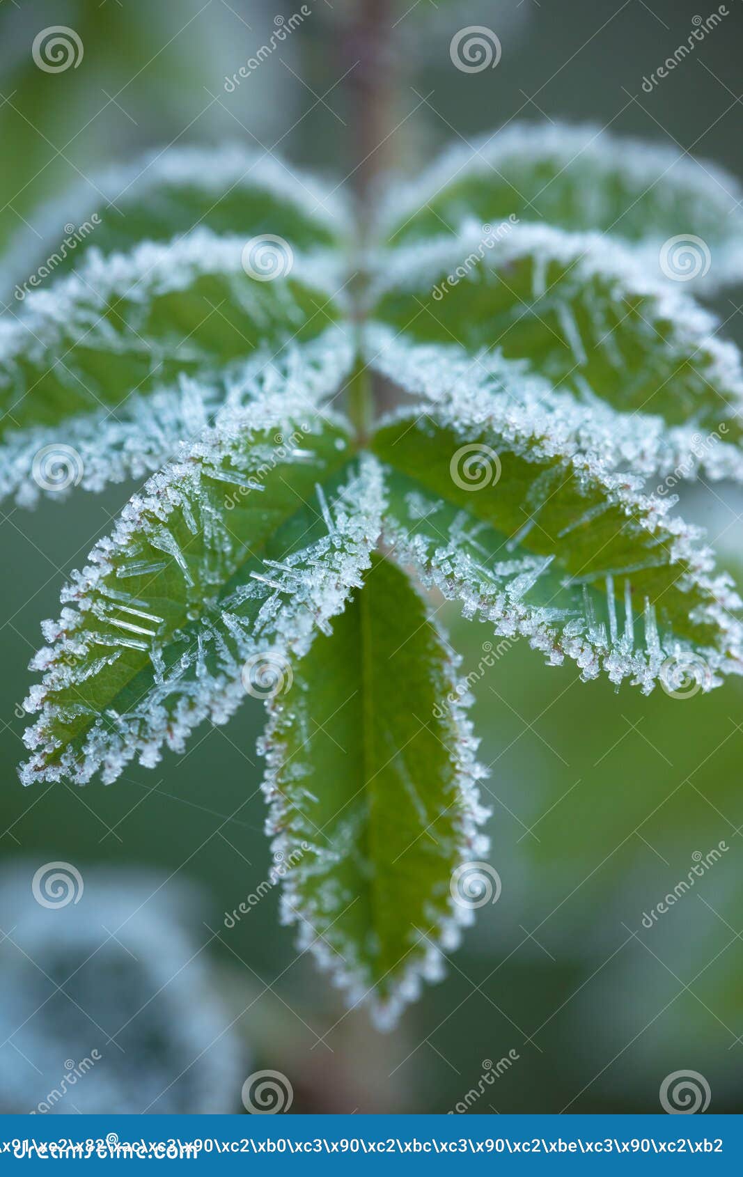 Frost Beautifully Frames the Plants in the Early Autumn Morning Stock ...