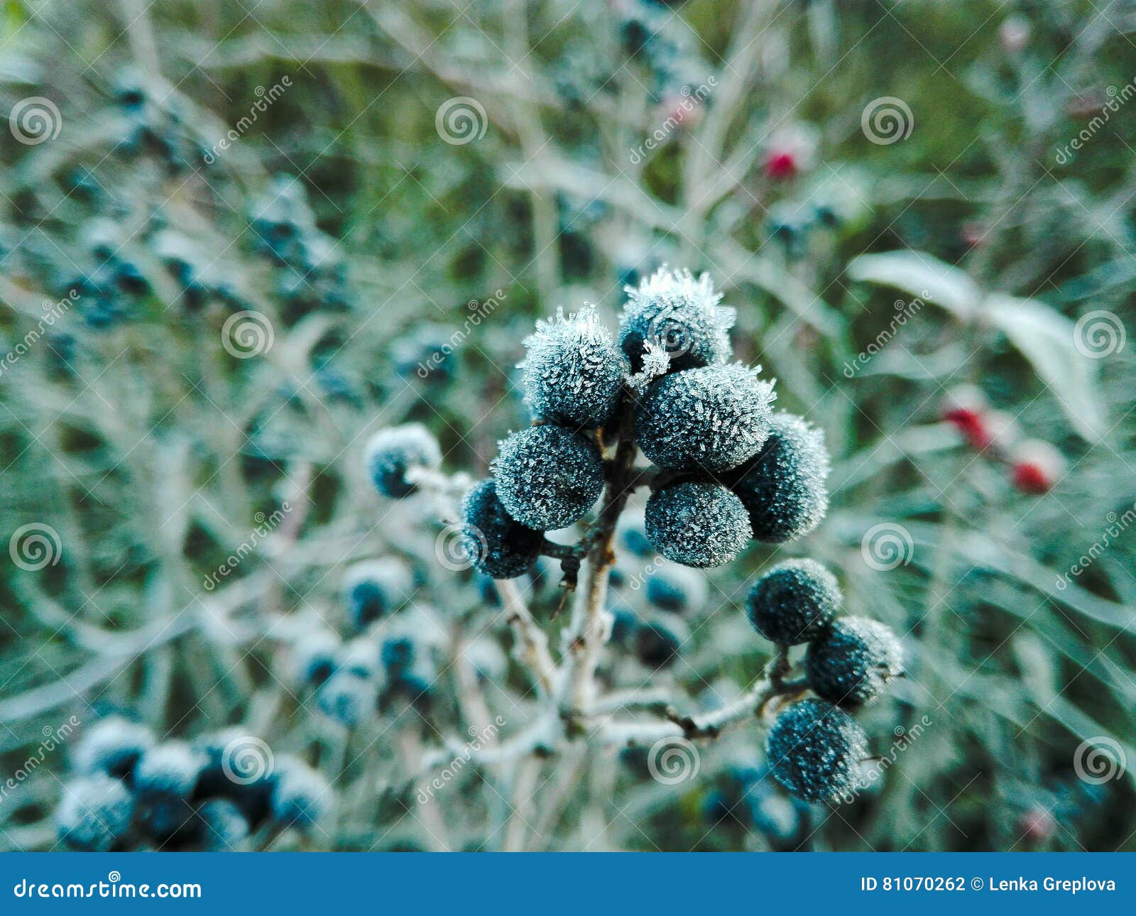 Frost berries stock photo. Image of nature, beauty, winter - 81070262