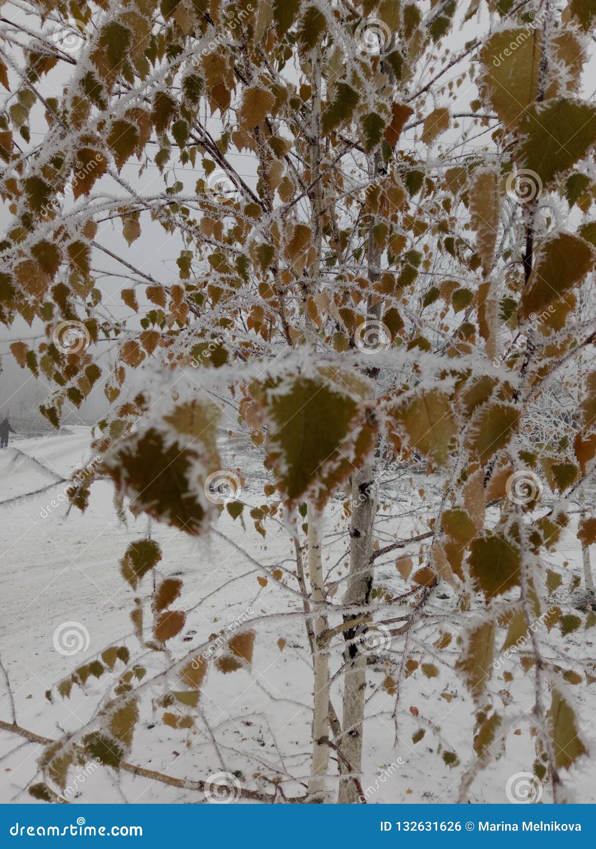 Frost birch stock photo. Image of snow, tree, birch - 132631626