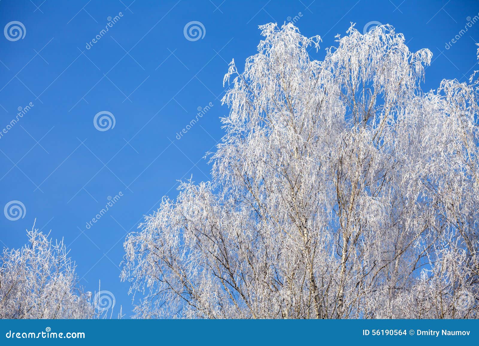Frost on Birch Tree at Winter Stock Photo - Image of weather, rural ...