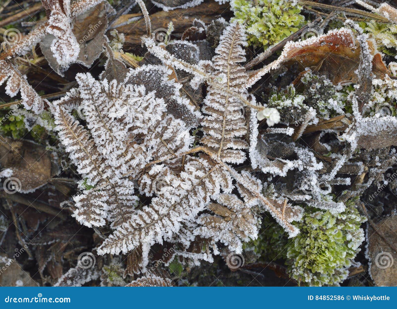 Pteridium Aquilium Stock Photos - Free & Royalty-Free Stock Photos from ...