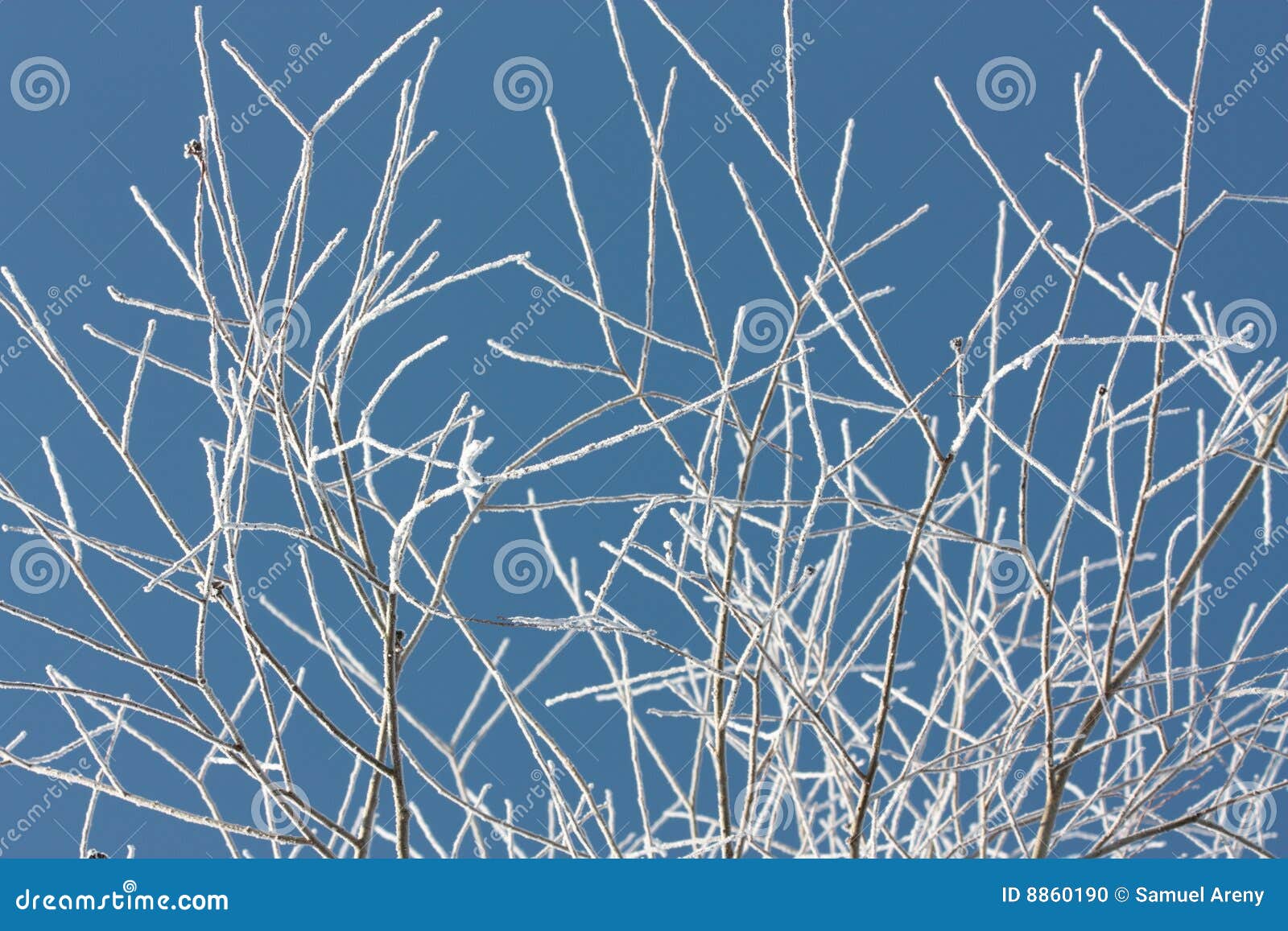 Frost on branch stock photo. Image of frosty, white, frost - 8860190