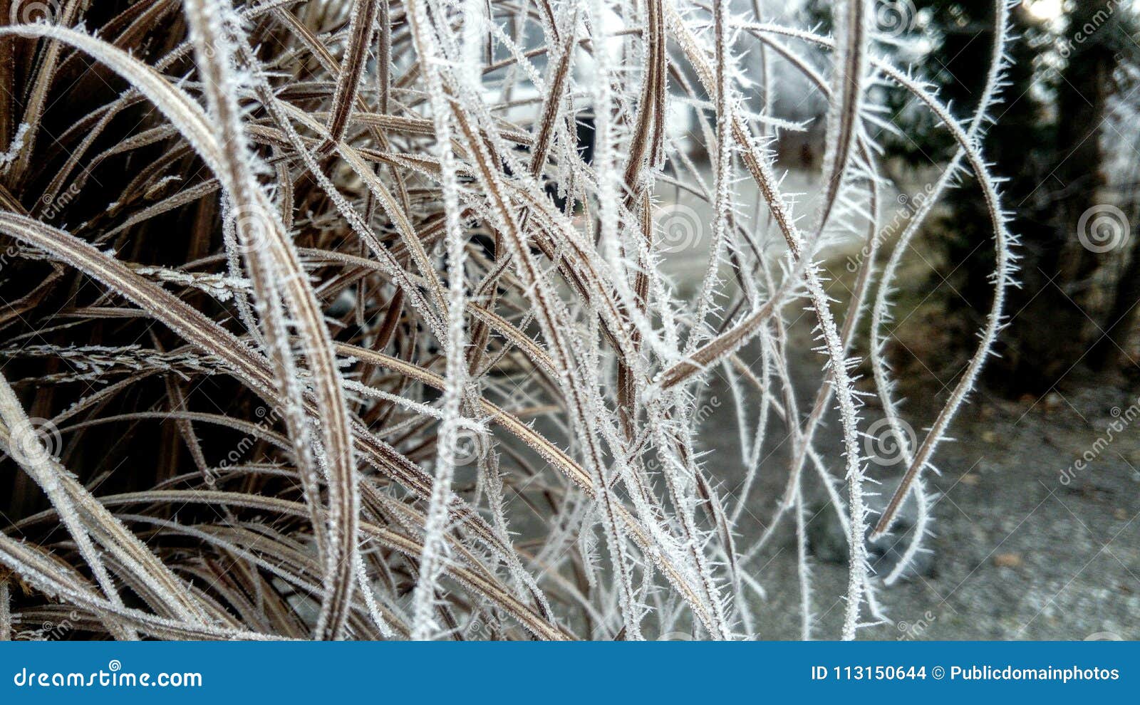 Frost, Branch, Freezing, Winter Picture. Image: 113150644