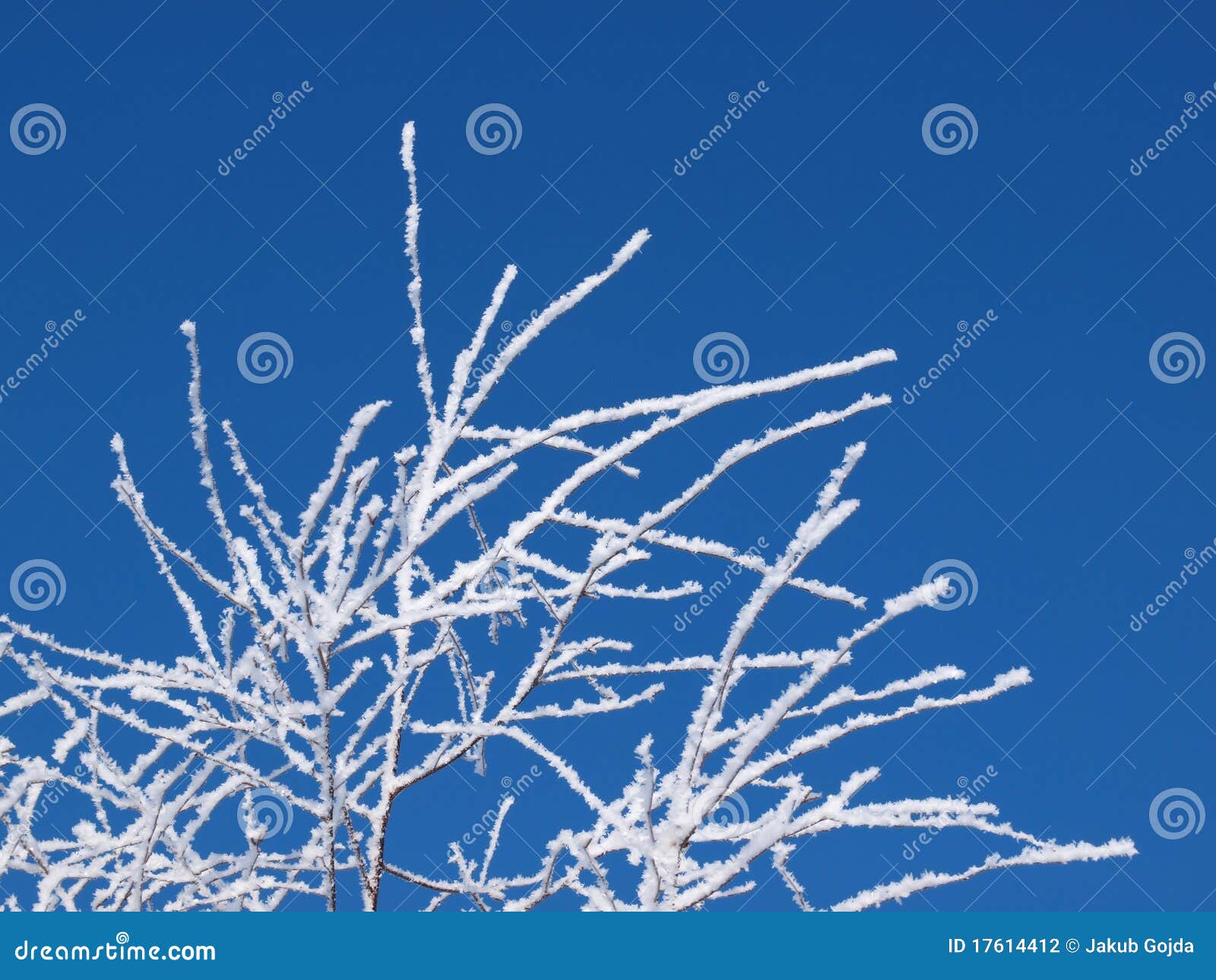 Frost branches stock photo. Image of covered, plant, cold - 17614412
