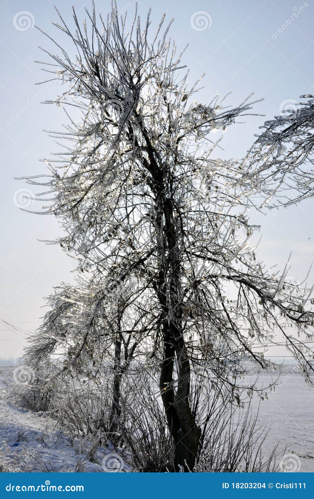 Frost branches stock photo. Image of early, daytime, lake - 18203204