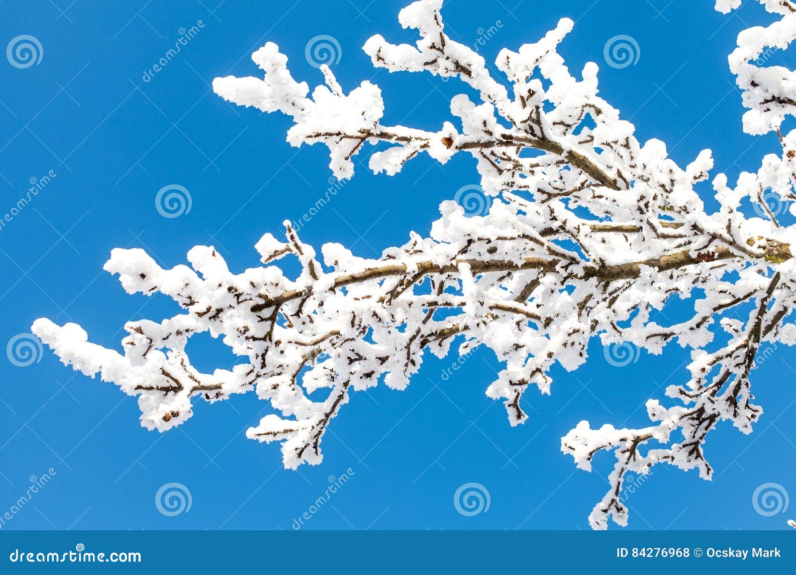 Frost Branches on Wintertime Stock Photo - Image of romanian, nature ...