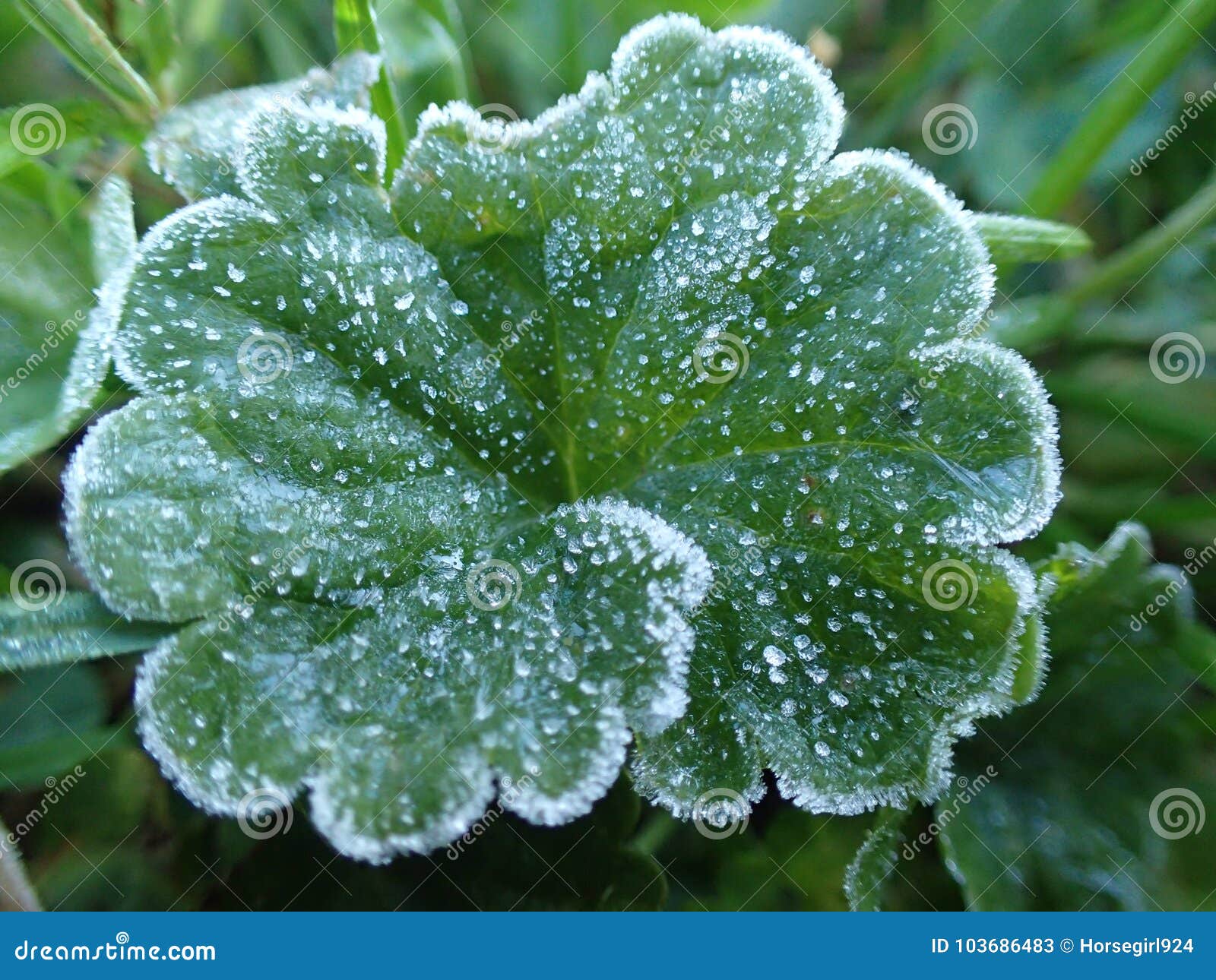 Frost on a Clover Leaf stock image. Image of fall, frost - 103686483