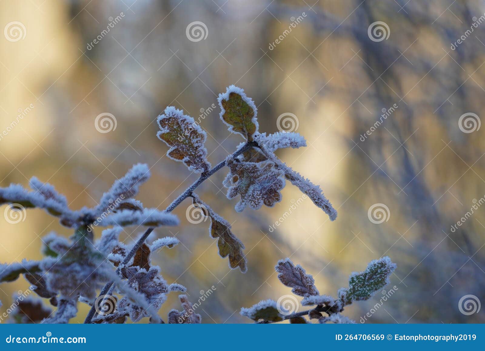 Frost on a cold morning stock image. Image of water - 264706569