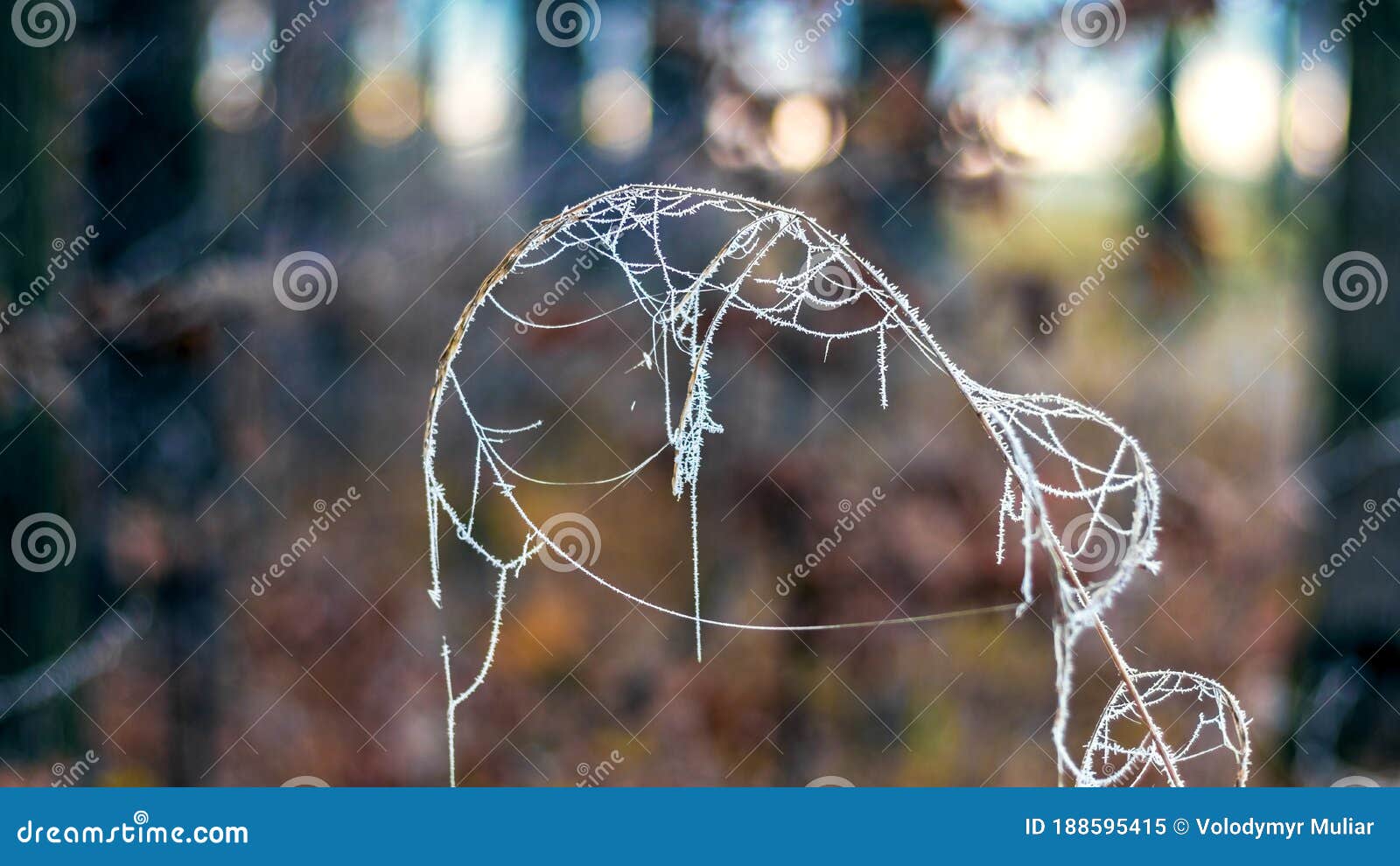 Bent Tree Stock Photography | CartoonDealer.com #118080734