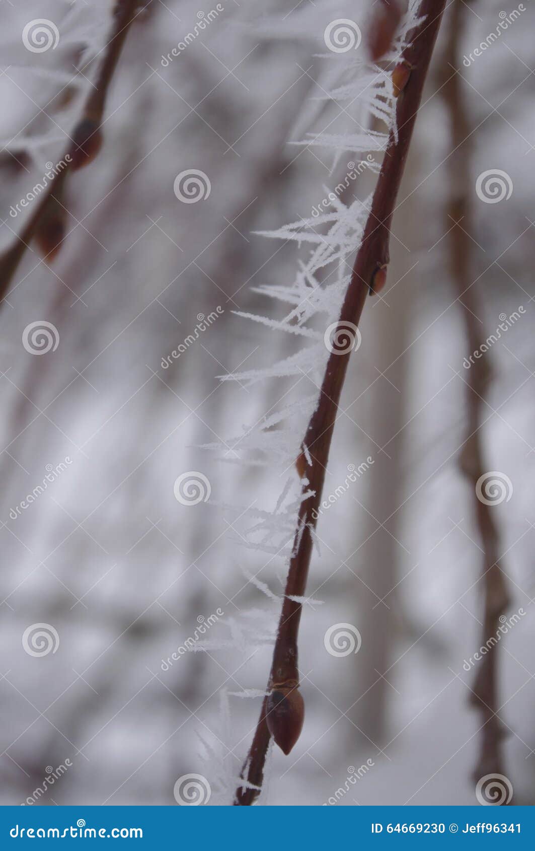 Frost covered branches stock photo. Image of fresh, winter - 64669230