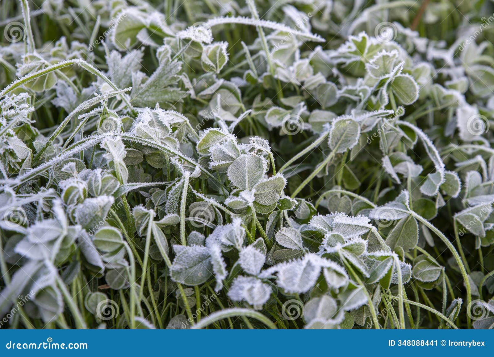 Frost-Covered Clover Leaves in Morning Chill Stock Image - Image of ...