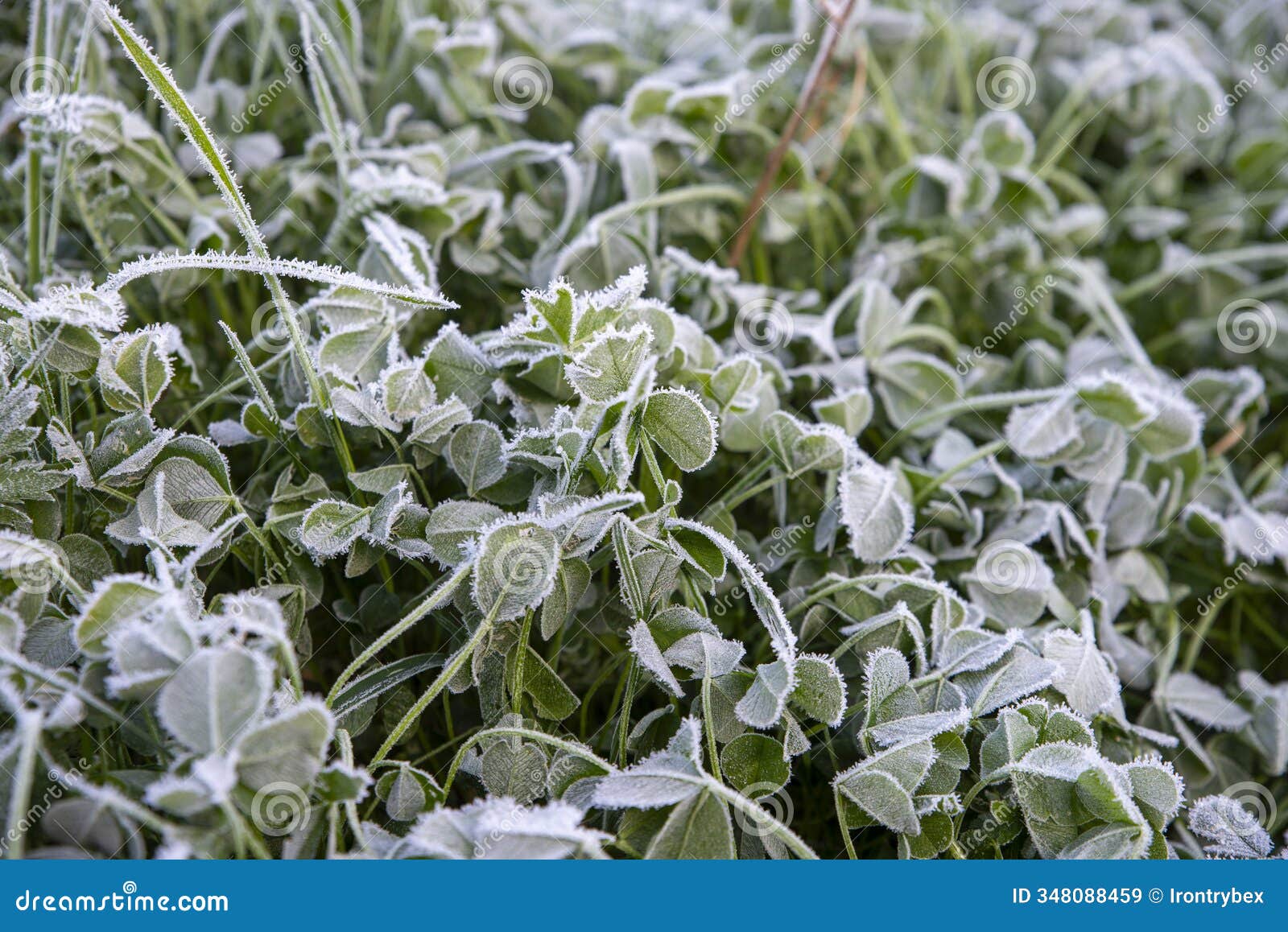 Frost-Covered Clover Leaves in Morning Chill Stock Image - Image of ...