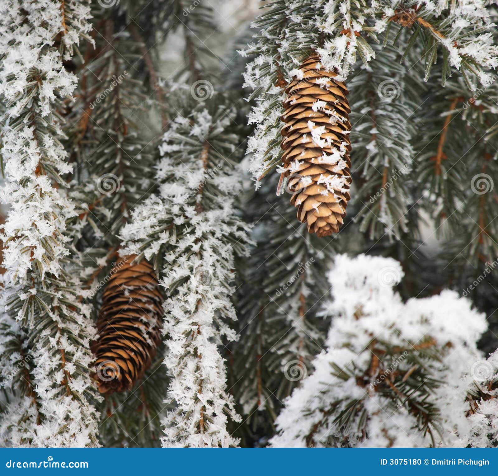 Frost covered fir tree stock photo. Image of spruce, cold - 3075180