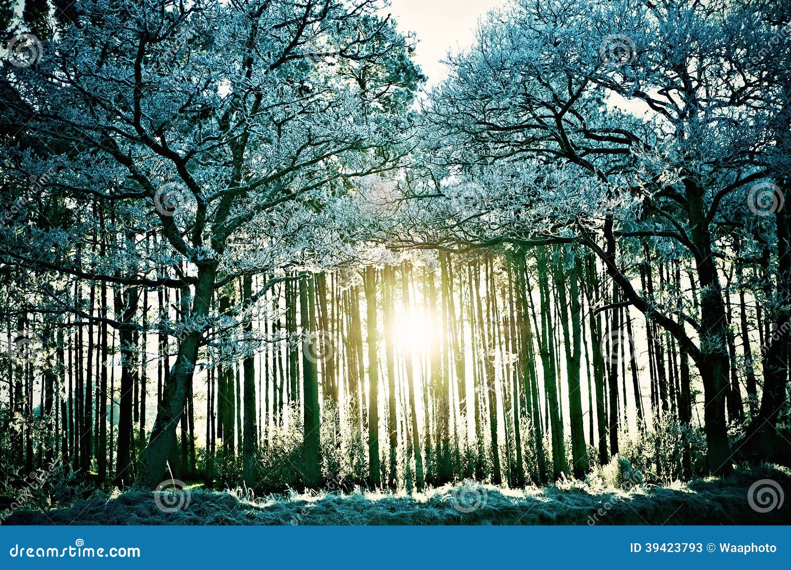 Frost Covered Forrest Scene Stock Image - Image of landscape, cold ...