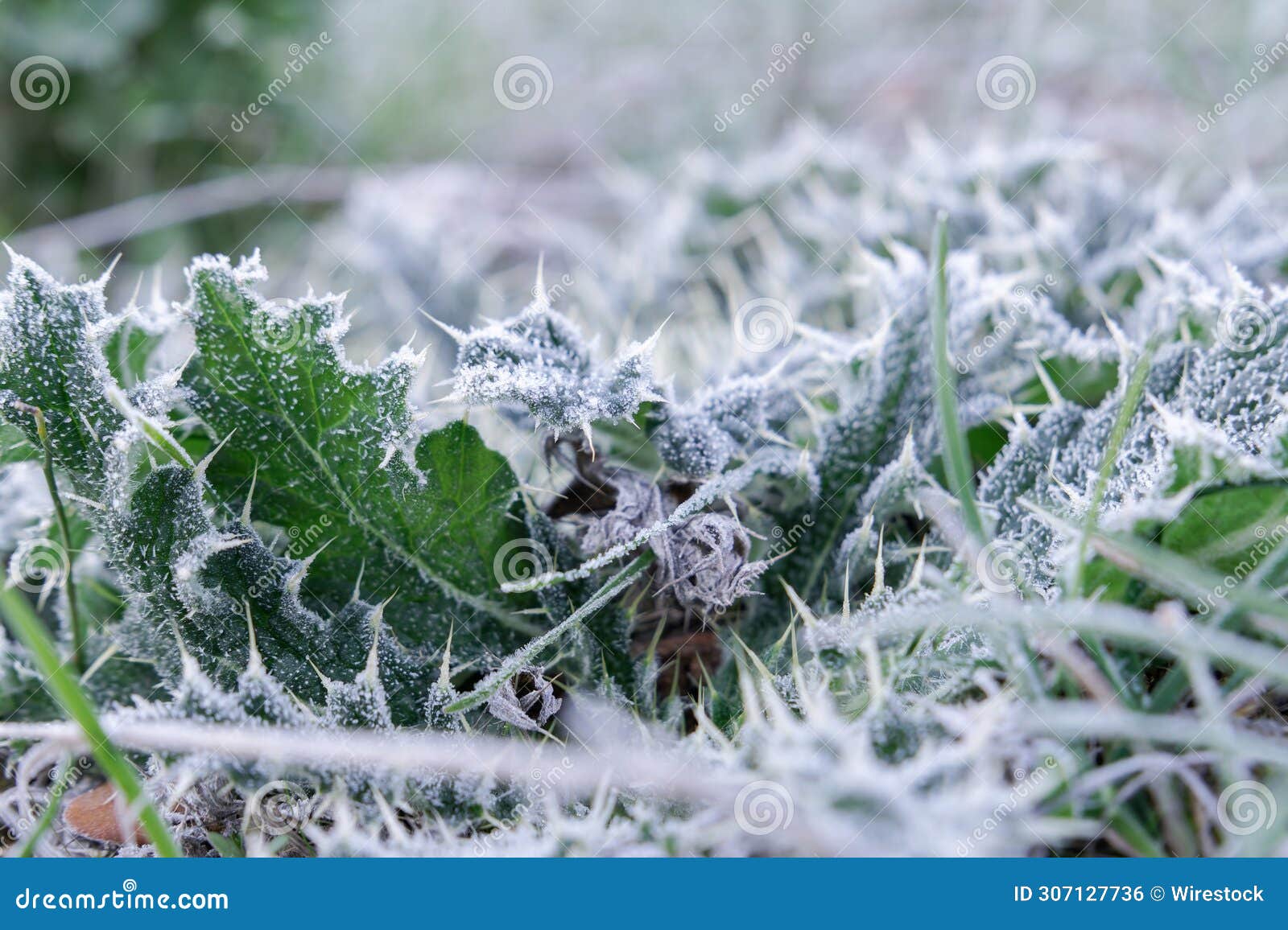 Frost-covered Grass at Dawn Stock Photo - Image of dawn, snowflake ...