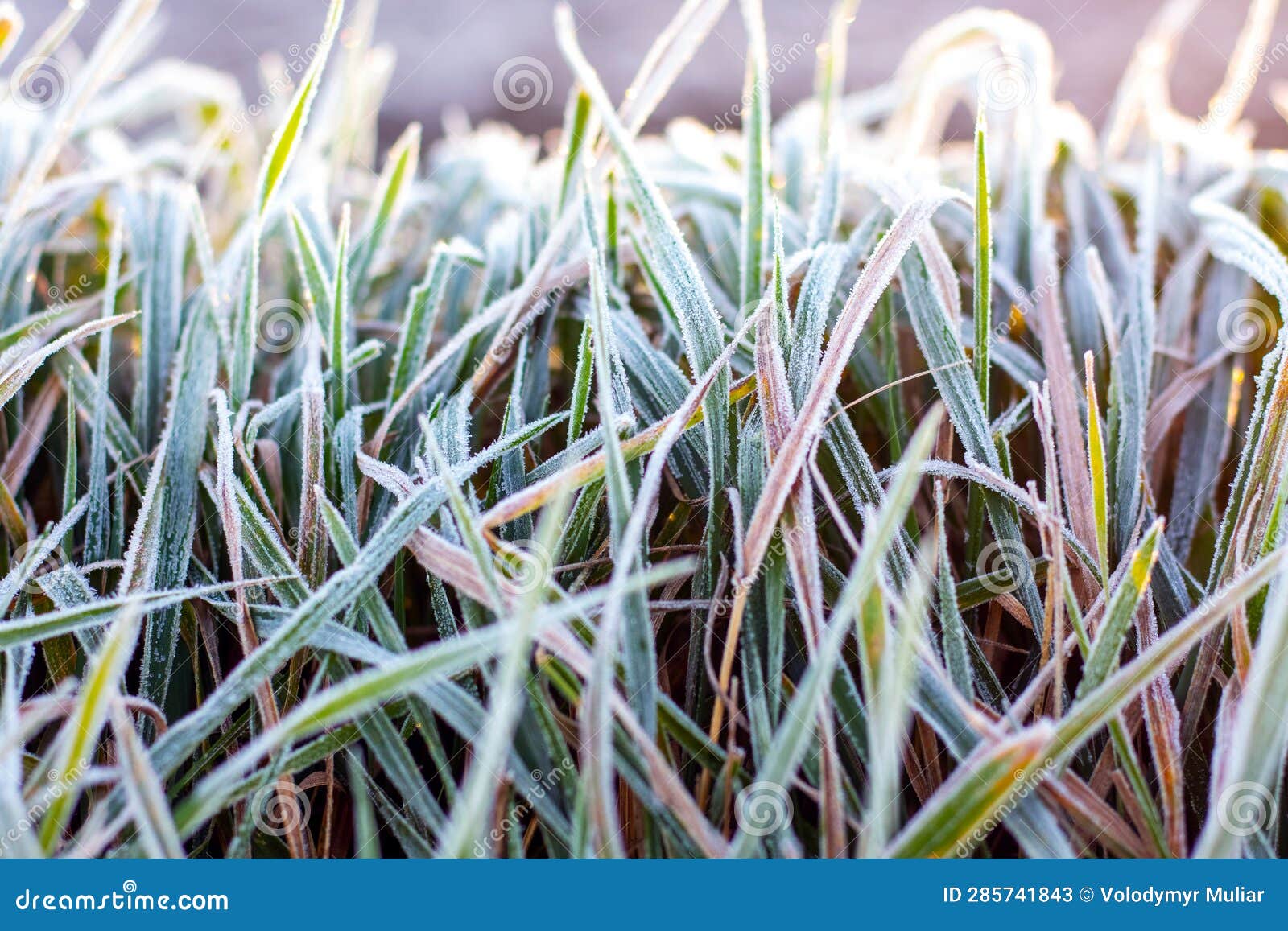 Frost-covered Grass in Early Winter, Winter Background Stock Image ...