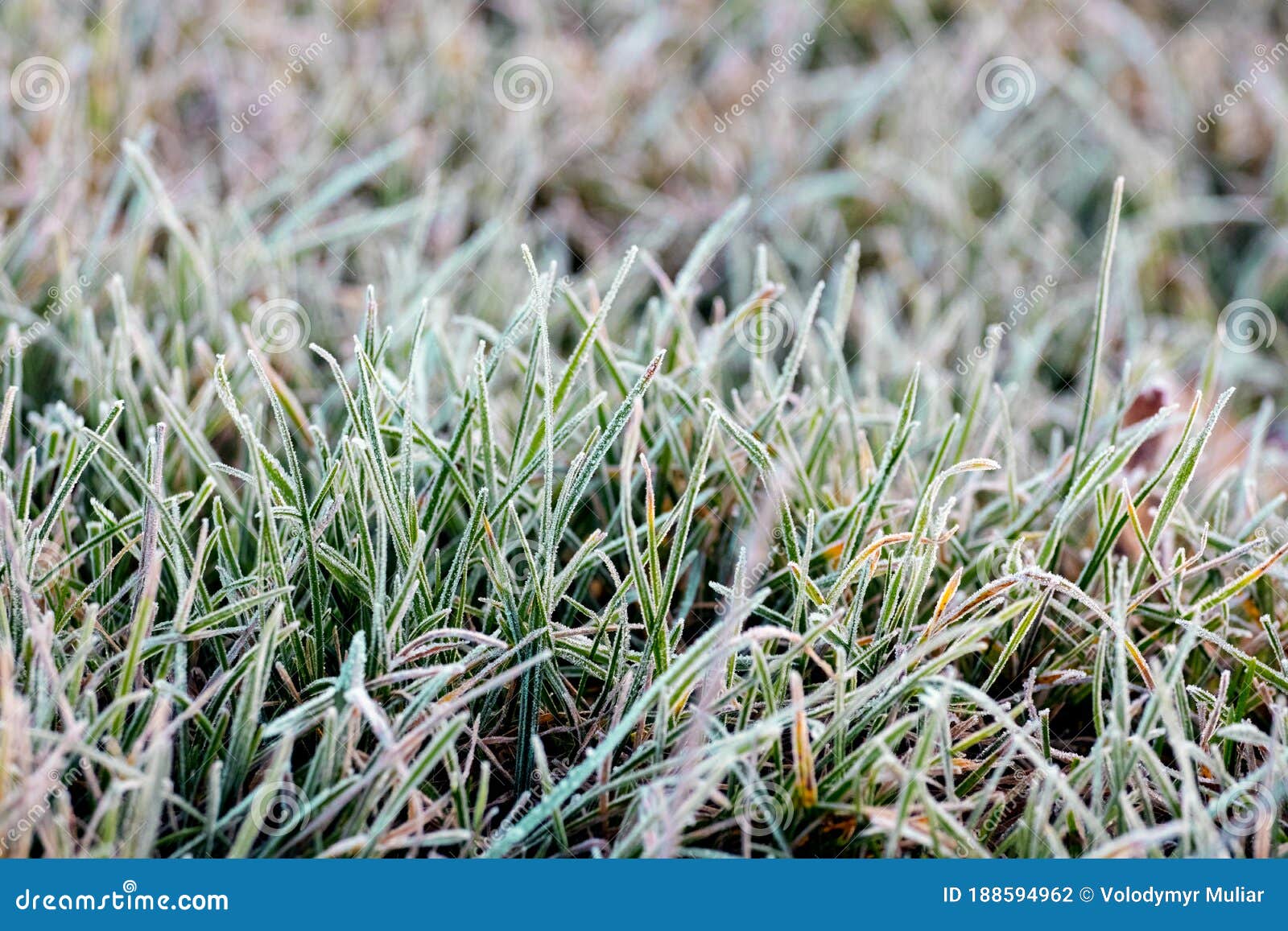 Frost Covered Grass in the Garden. the First Frosts Stock Photo - Image ...