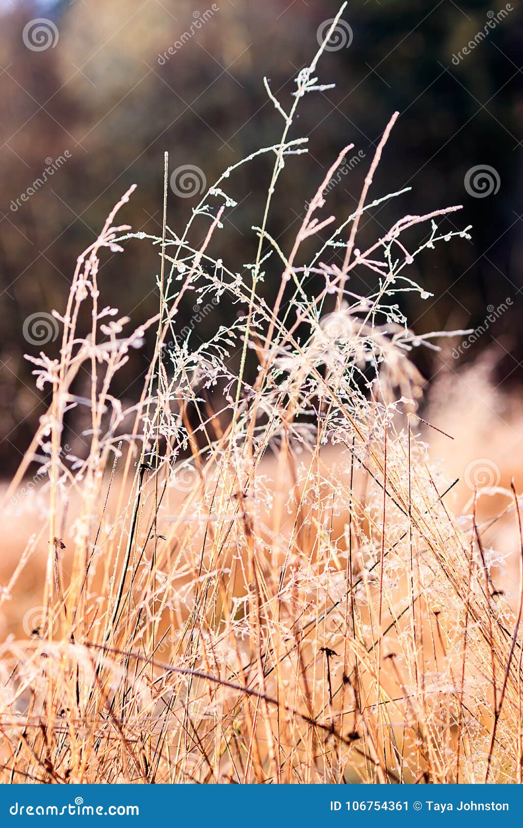 Frost covered grass in sun stock image. Image of fall - 106754361