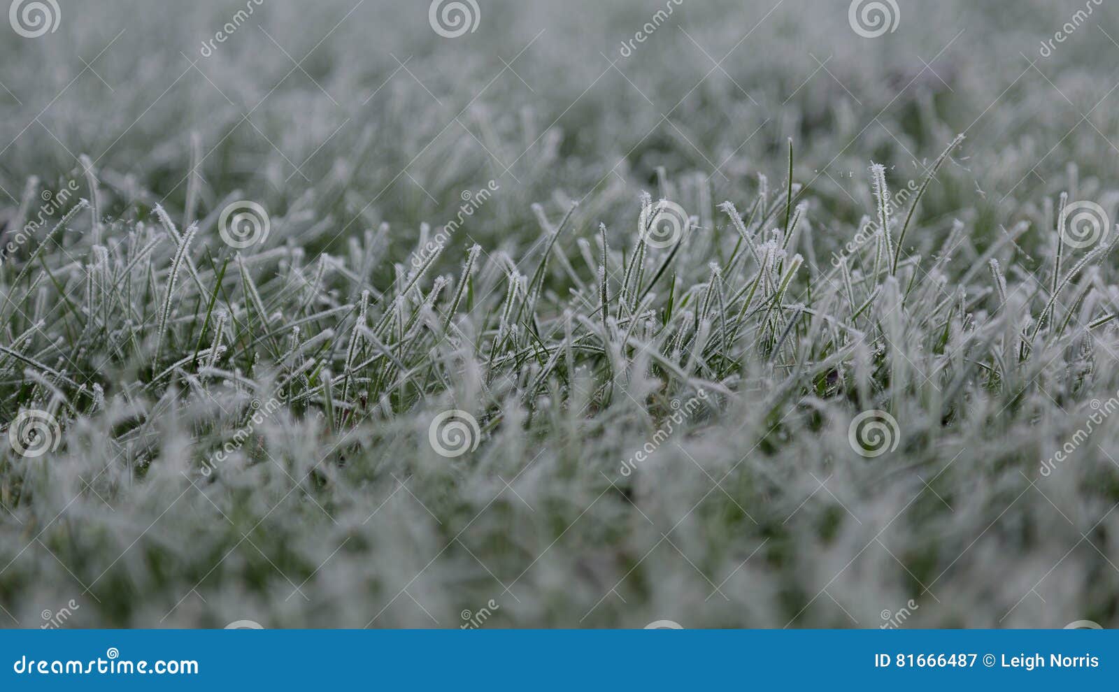 Frost covered grass stock image. Image of covered, garden - 81666487