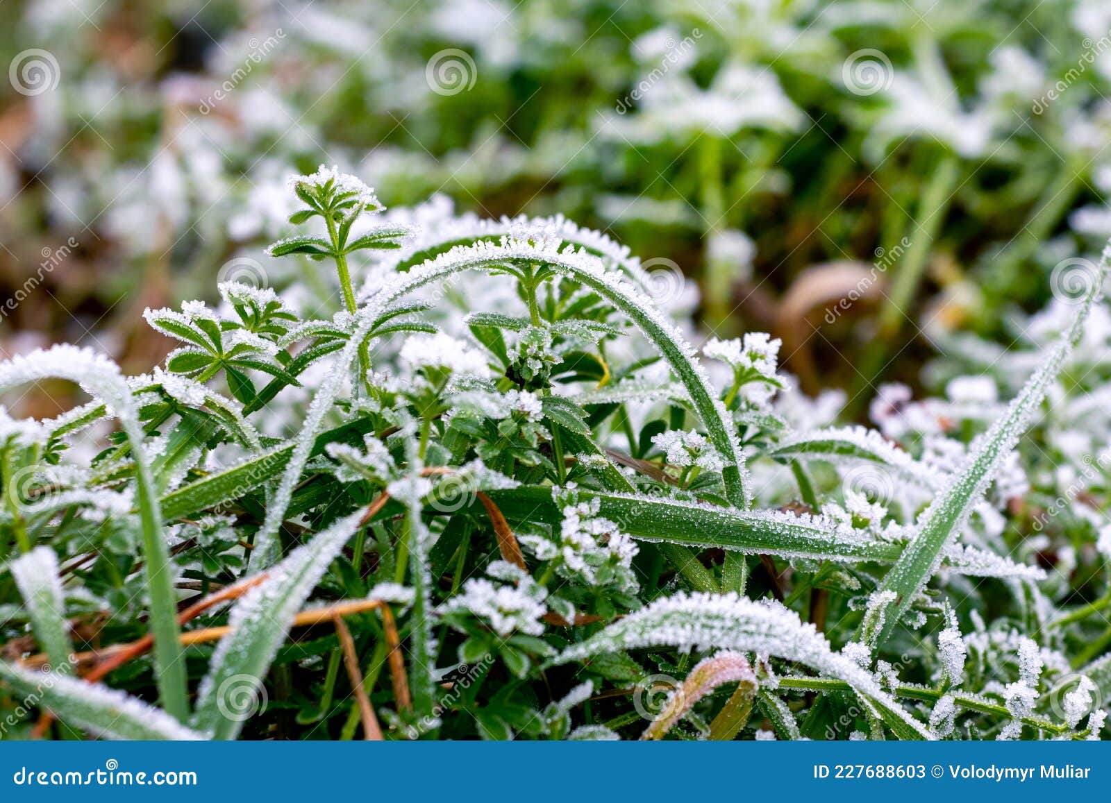 Frost-covered Green Grass, the First Frosts Stock Image - Image of ...