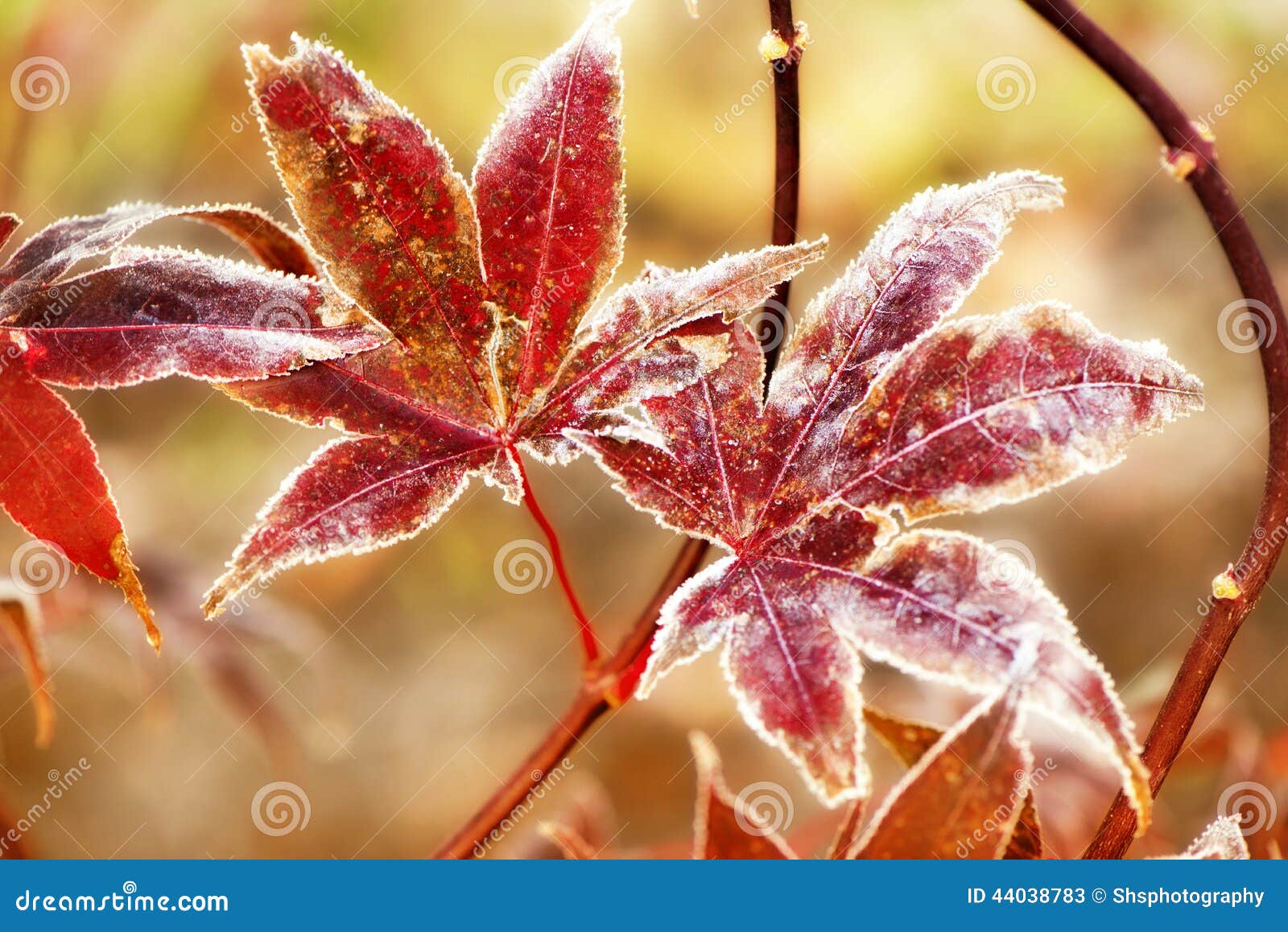 Frost Covered Japanese Maple Leaves Stock Image - Image of fall, japan ...