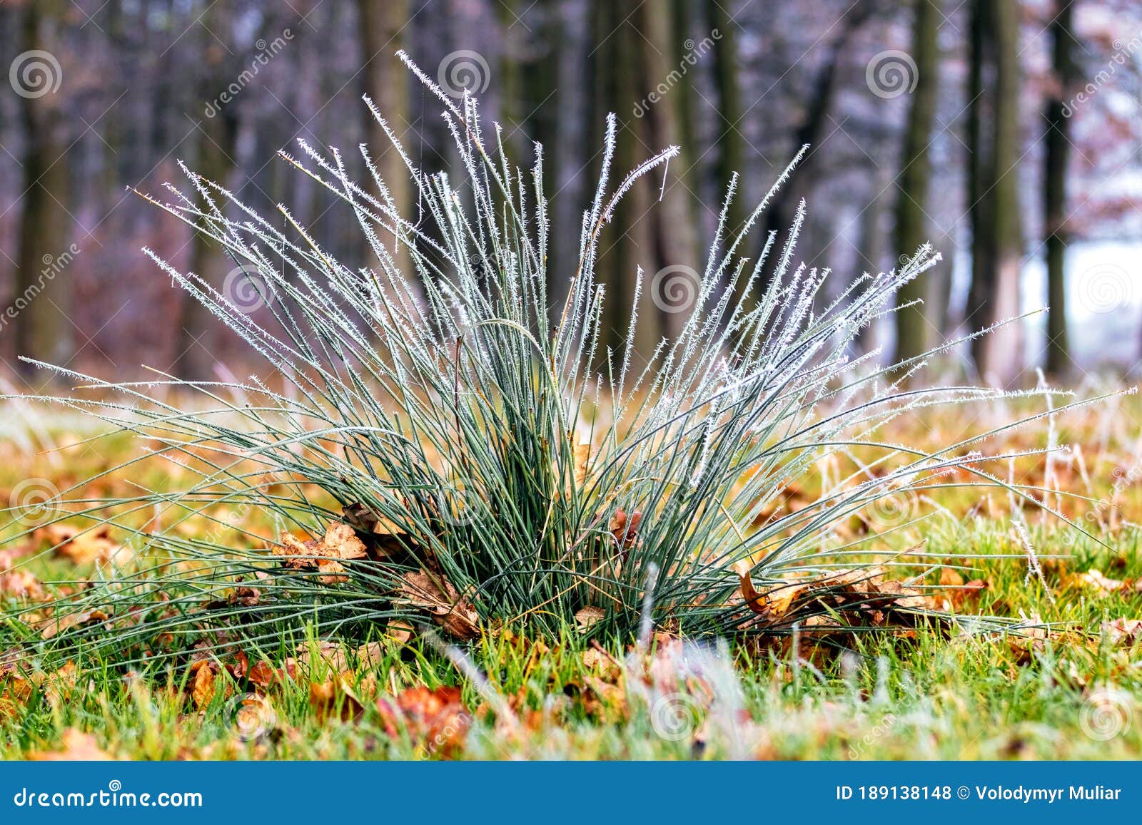 Frost-covered Large Bush of Grass in the Forest Stock Photo - Image of ...