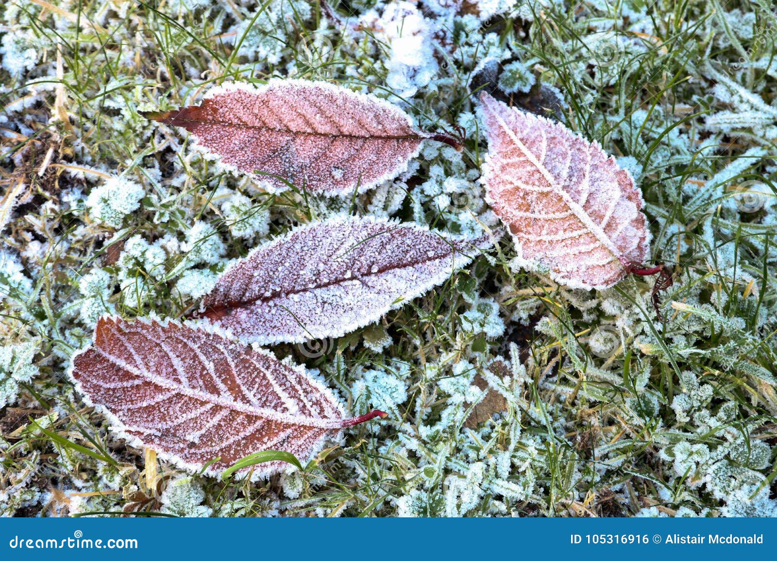 Frost Covered Leaves in a Frozen Garden Stock Photo - Image of crystals ...