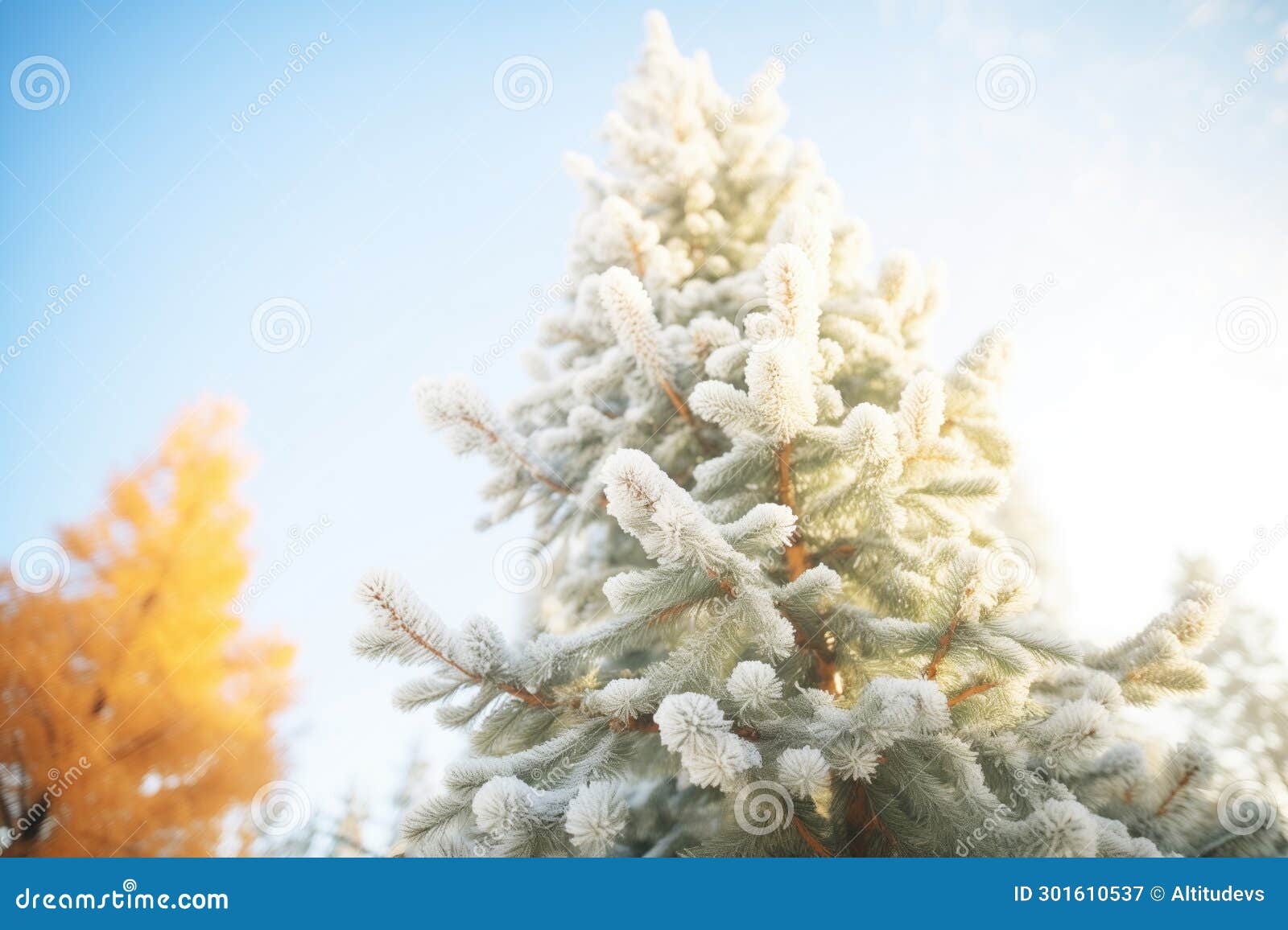 Frost-covered Pine Tree with Visible Breath Mist Stock Image - Image of ...