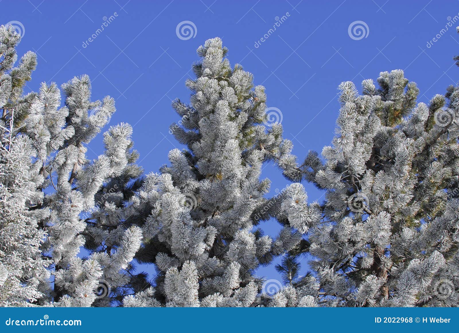 Frost Covered Pine Trees stock photo. Image of forest - 2022968