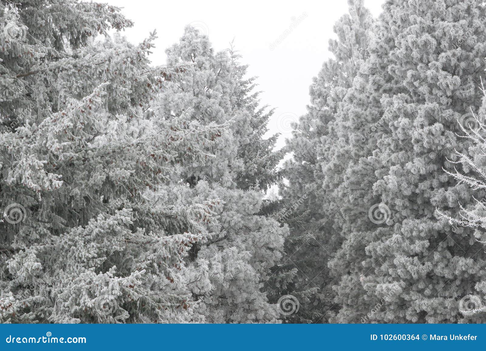 Frost Covered Pine Trees stock photo. Image of evergreen - 102600364