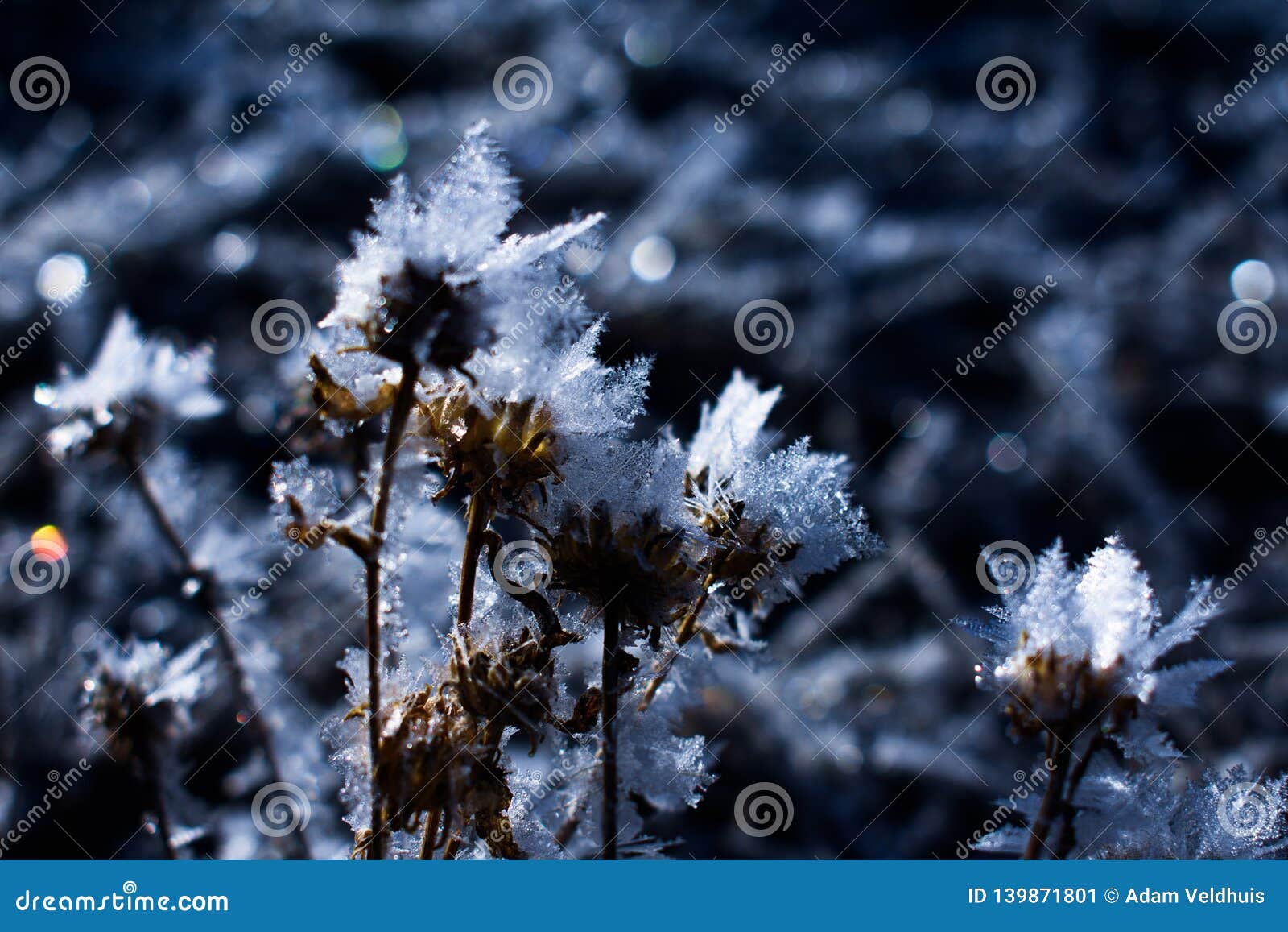 Frost covered plants stock image. Image of winter, northern - 139871801