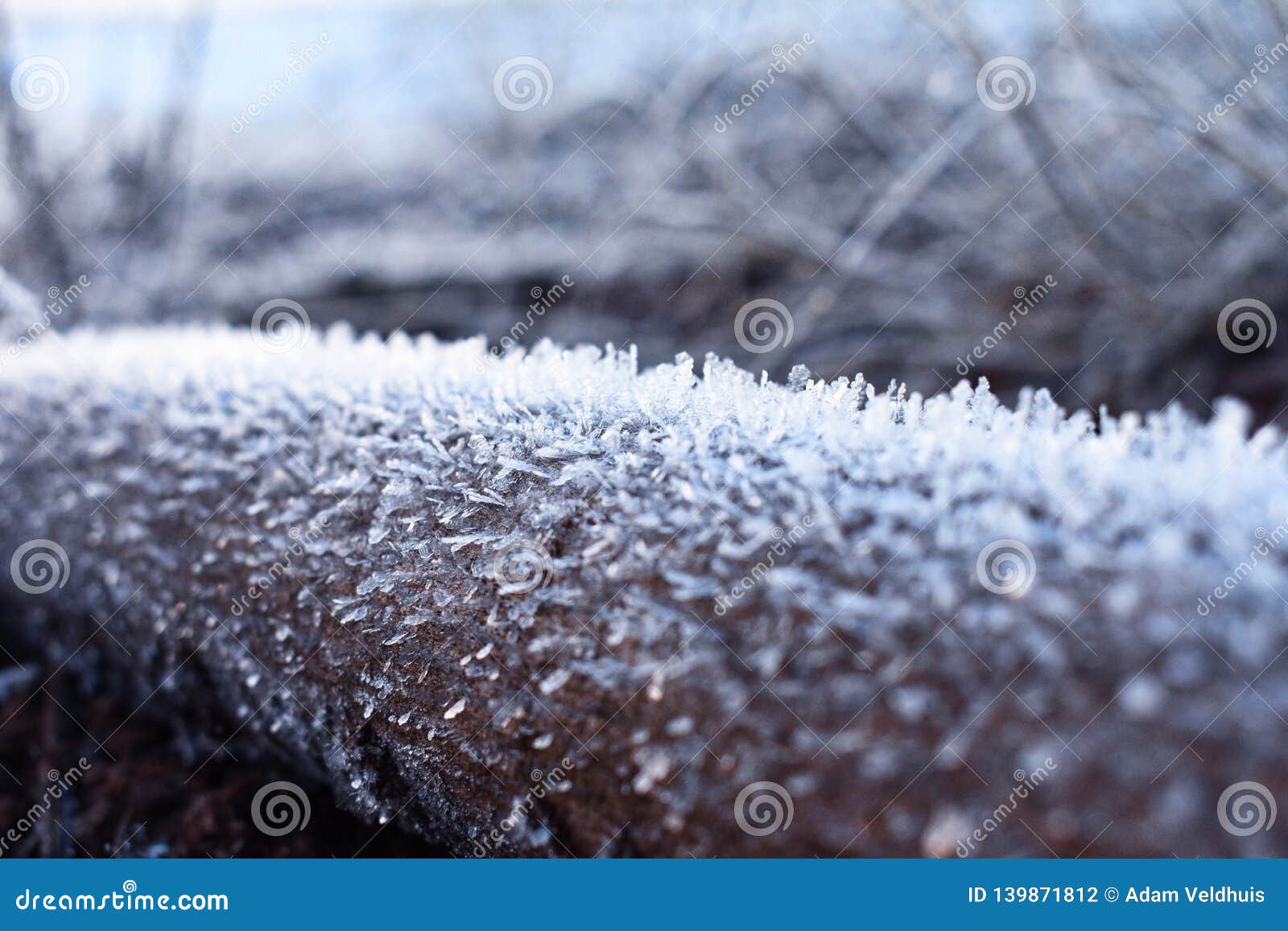 Frost covered plants stock photo. Image of arizona, winter - 139871812