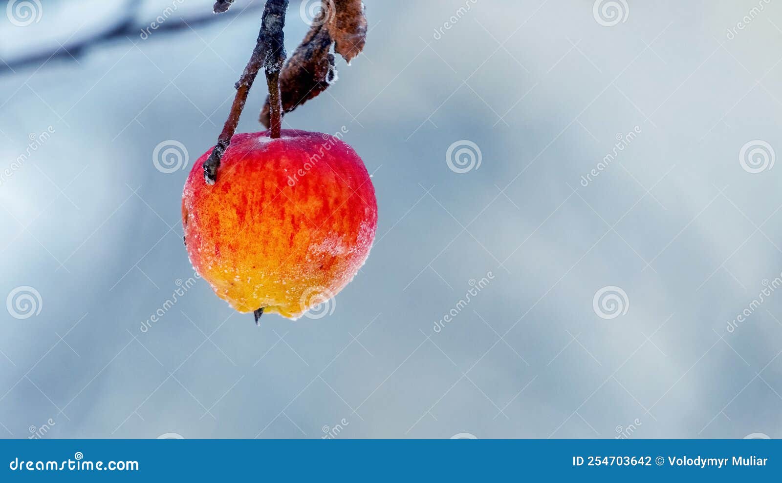 A Frost-covered Red Apple on a Tree in Early Winter Stock Photo - Image ...