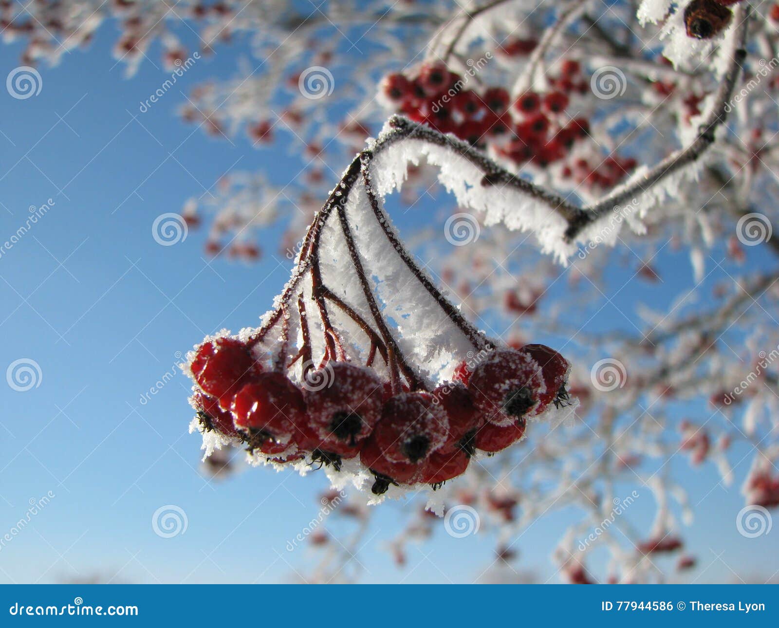 Frost Covered Red Berries on a Branch in Winter Stock Photo - Image of ...