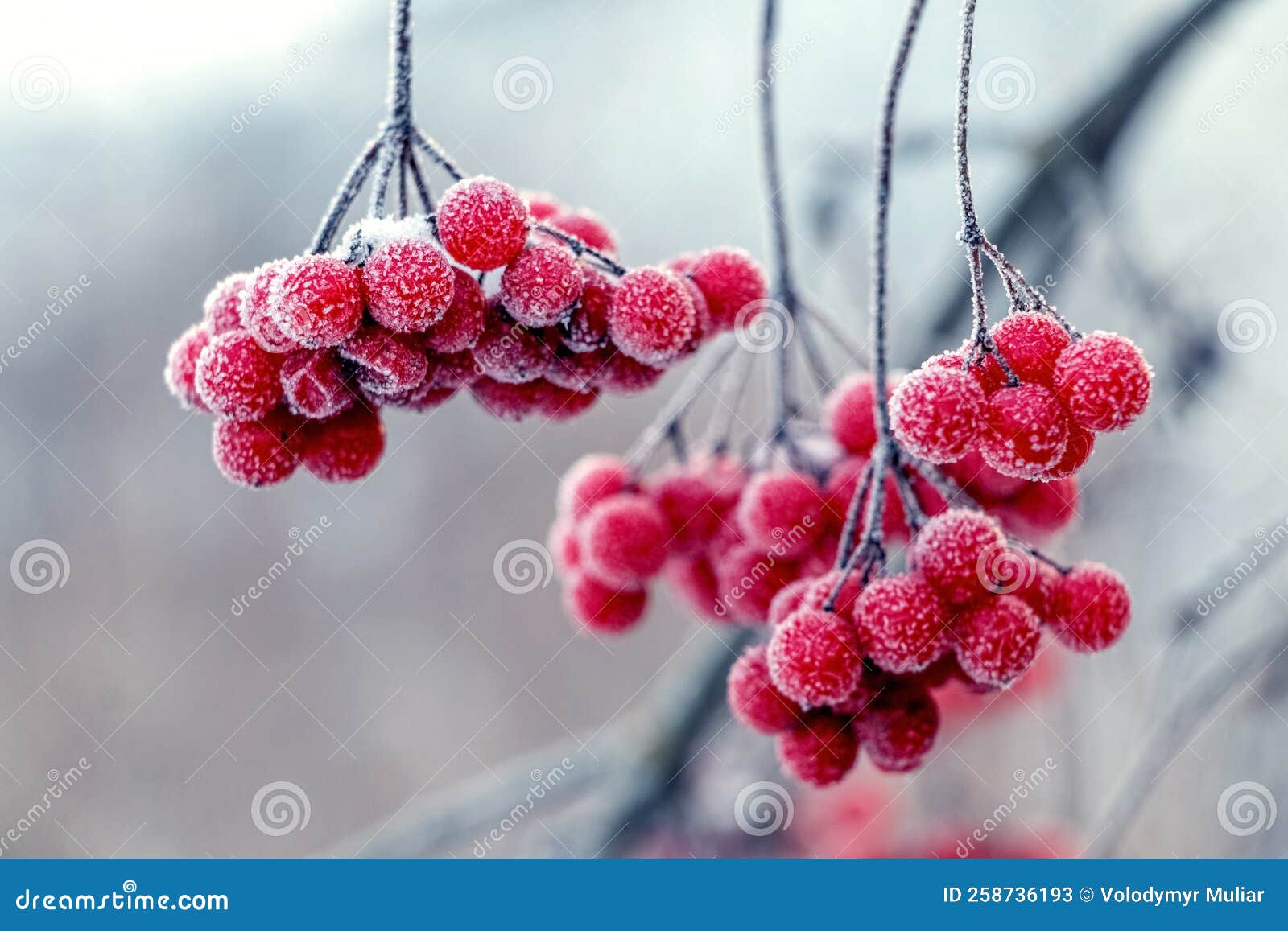 Frost-covered Red Viburnum Berries on a Tree on a Blurred Background ...
