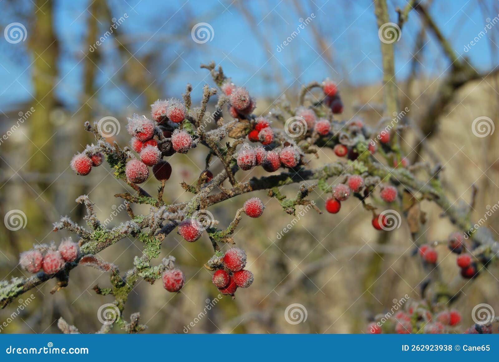 Red Berries with Ice Crystals Stock Photo - Image of berries, crystals ...