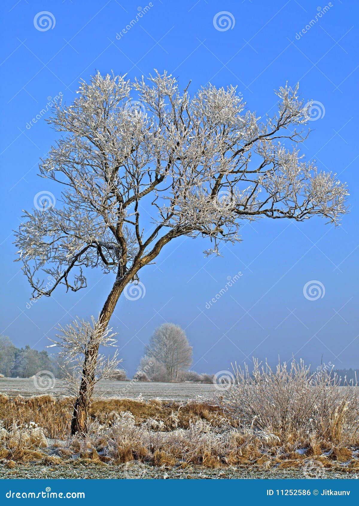 Frost Covered Tree stock photo. Image of branches, beautiful - 11252586