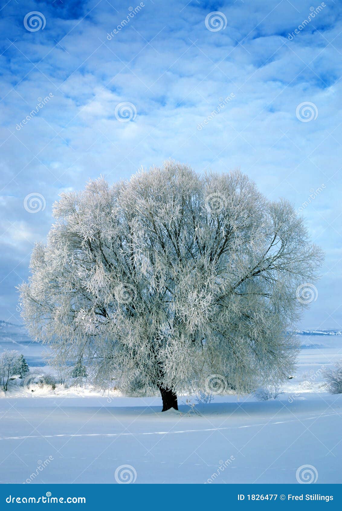 Frost Covered Tree stock image. Image of meadow, frosty - 1826477