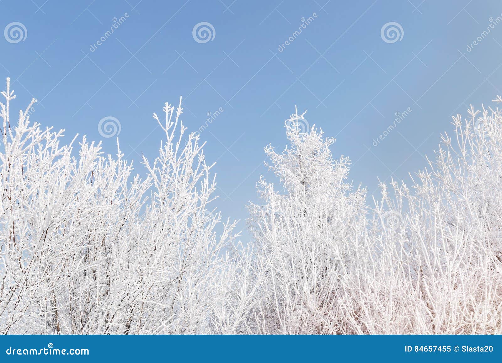 Frost Covered Tree Branches Against Blue Sky Stock Image - Image of ...