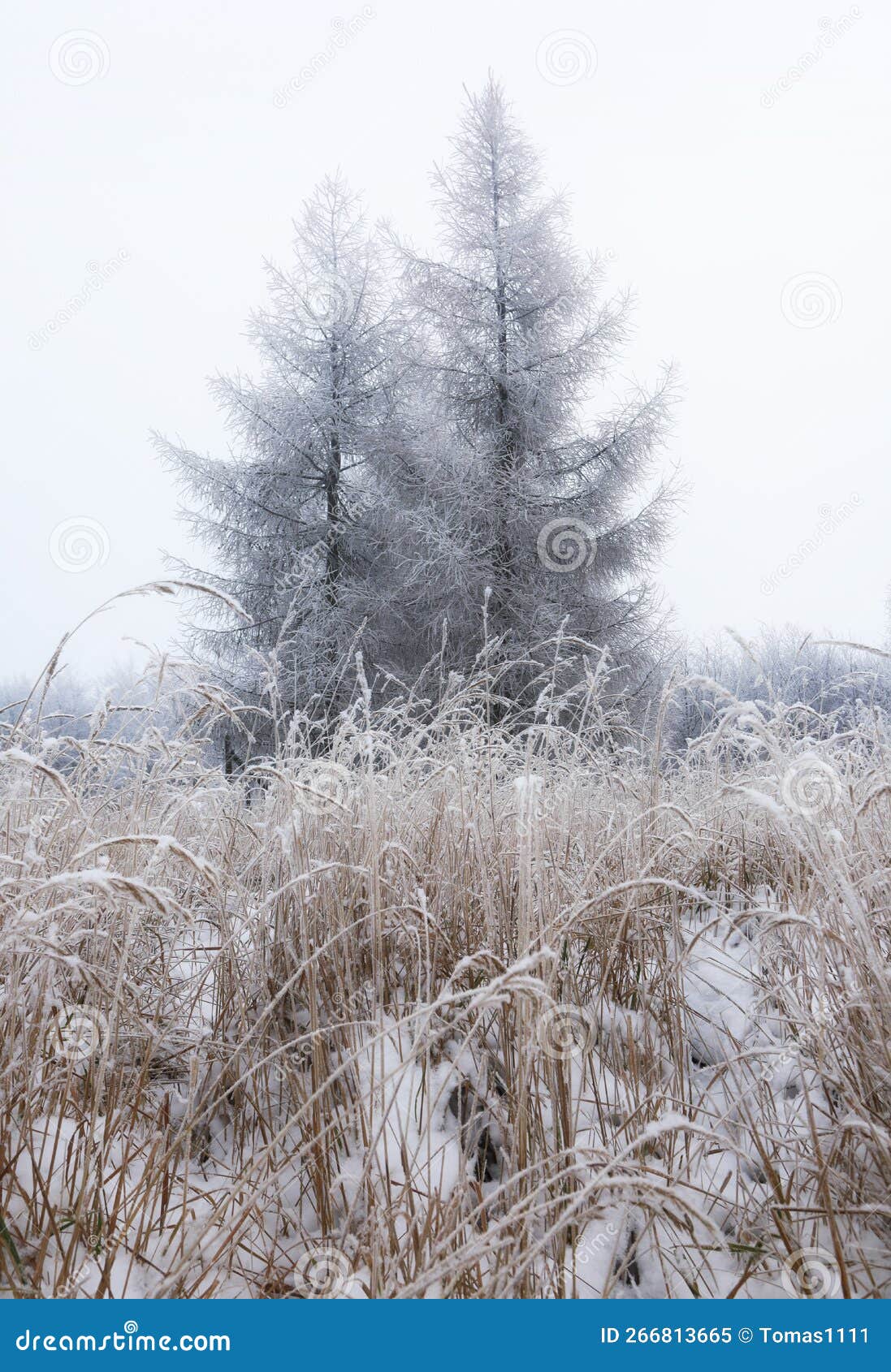 Frost Covered Tree in Forest at Mist Stock Image - Image of fresh ...