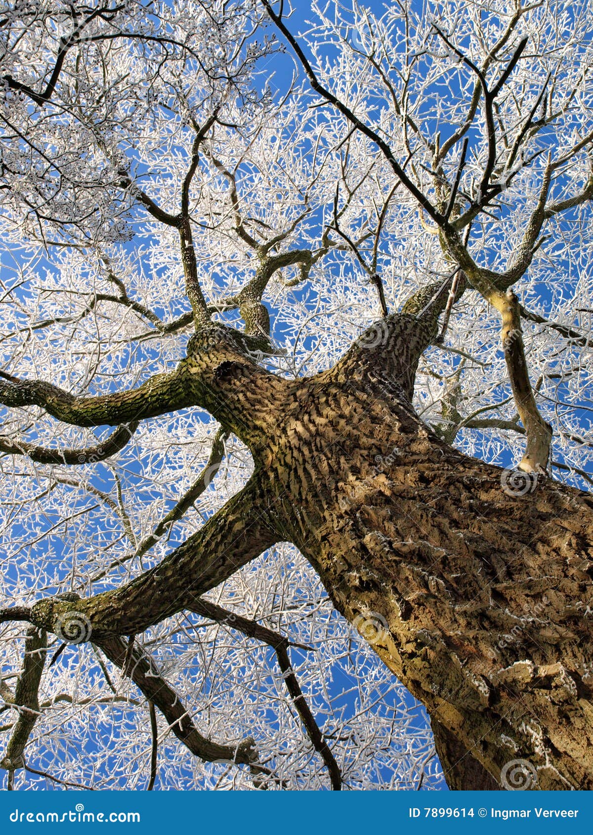 Frost Covered Tree in Winter Stock Photo - Image of skyward, wintertime ...