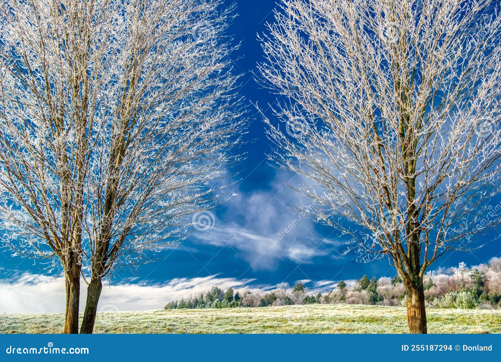 Frost covered trees stock photo. Image of frost, landscape - 255187294