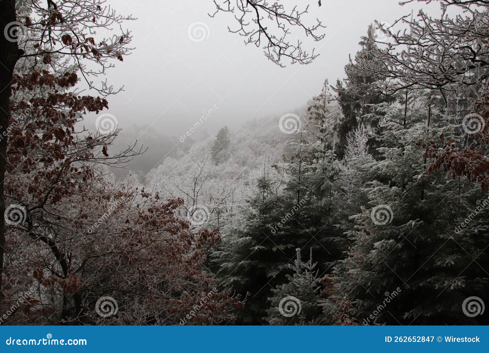 Frost Covered Trees in the Forest Stock Image - Image of christmas ... Frost Covered Trees in the Forest Stock Image - Image of christmas ...